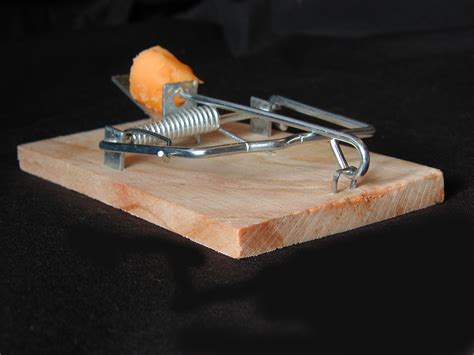 Image result for Pest Control Tips