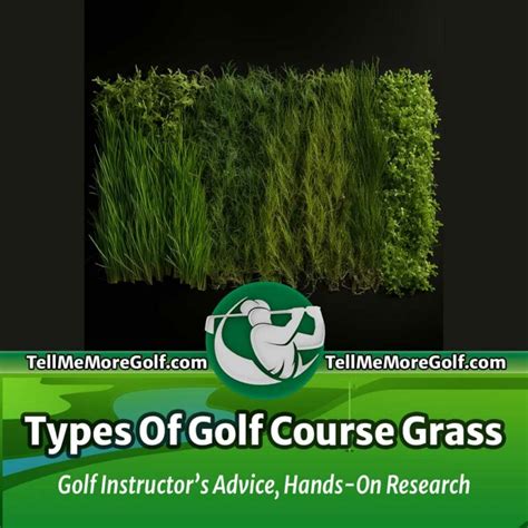 Image result for Golf Course Grass Types