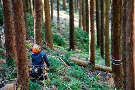 Image result for Selective Logging