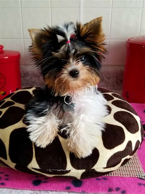 Image result for Cavapoo Yorkie