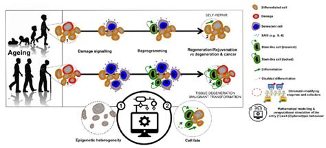Image result for Cell Fate Reprogramming