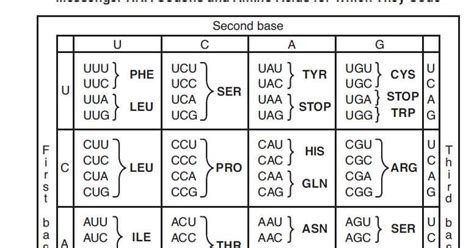 Image result for How to Use a Codon Chart Biology