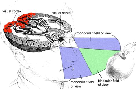 Image result for What Is Human Visual System