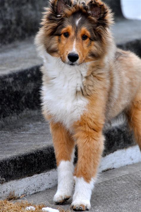 Image result for Sheltie Spring Pictures