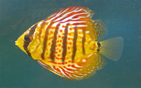 Image result for Red Discus Fish