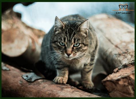 Image result for Cat Training Hand Aggression