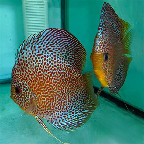 Image result for Discus Fish Breeding