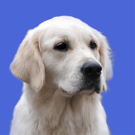 Image result for How to Trap Wolves