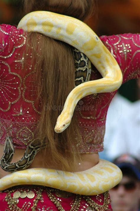 Image result for Python Birman Albinos