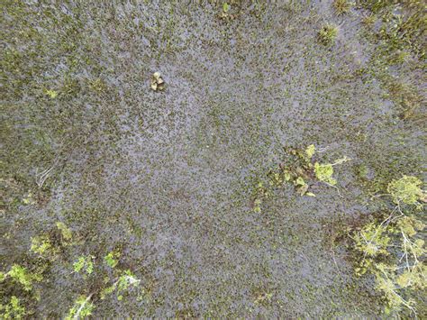 Image result for Minecraft Swamp Block Texture