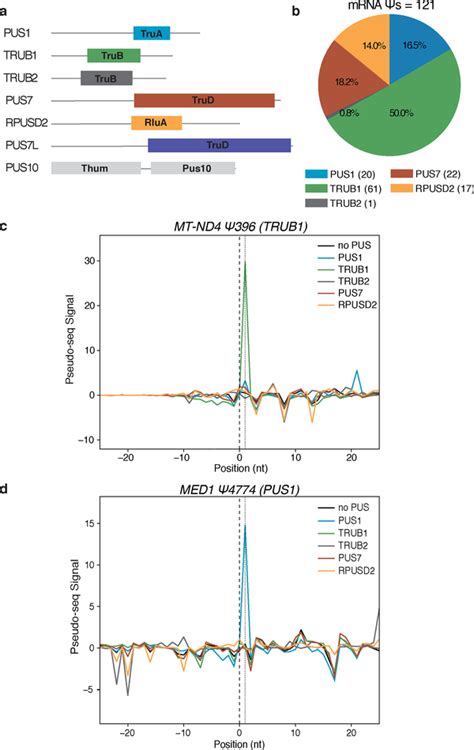 Image result for RNA Modification
