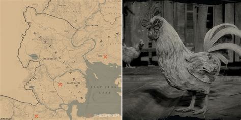 Image result for Java Rooster RDR2 Location