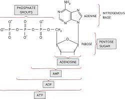 Image result for Basic Structure of ATP