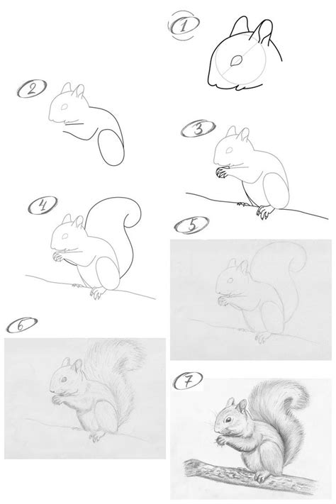 Image result for Squirrel Tutorial