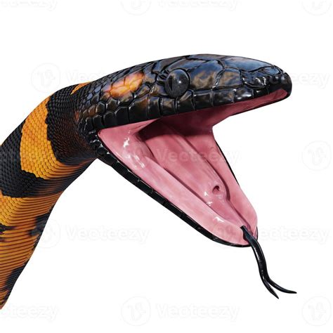 Image result for Ringed Python