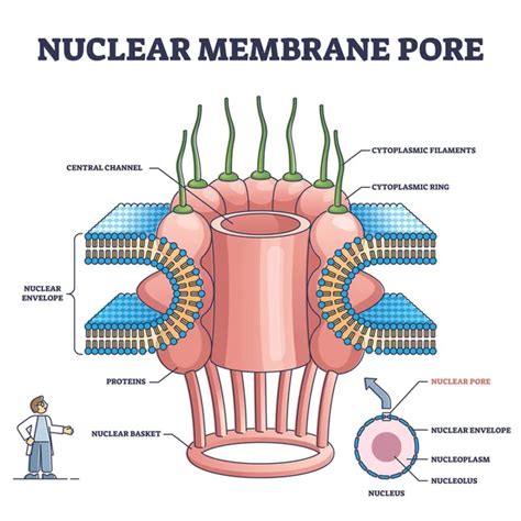 Image result for Nuclear Envelope Structure and Function