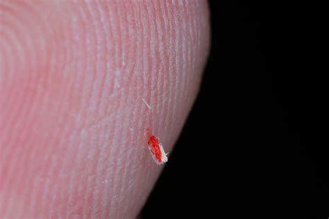 Image result for Small Splinter