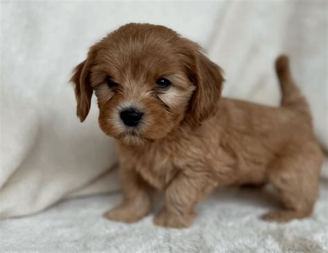 Image result for Male Cavapoo