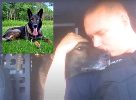 Image result for K9 Call Out Script