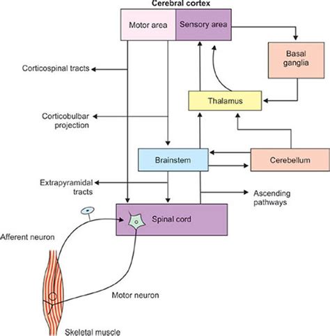Image result for Extrapyramidal System Model