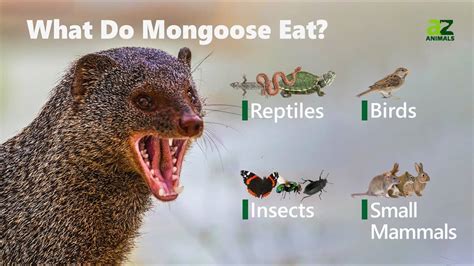 Image result for Do Mongooses Eat Python's