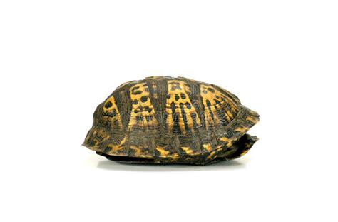 Image result for Empty Turtle Shell