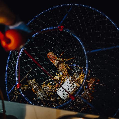 Image result for Promar Umbrella Drop Net