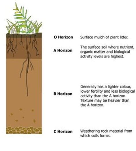 Image result for Humus Soil Layer