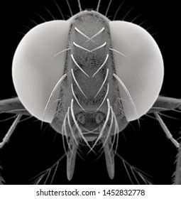 Domestic Fly Under Electronic Microscope 3d Stock Illustration ...
