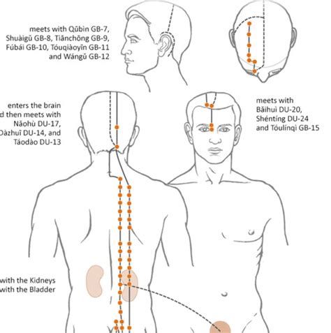 Image result for Bladder Channel TCM