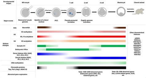 Image result for Nuclear Reprogramming