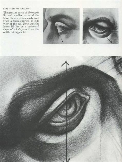 eye reference | Drawing the human head, Human head, Human drawing