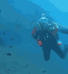 Diving GIFs | Tenor