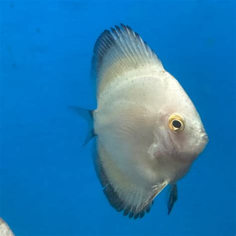 Image result for White Discus Fish