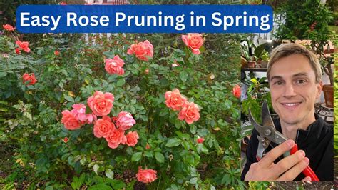 Image result for How to Prune Knockout Roses in Spring