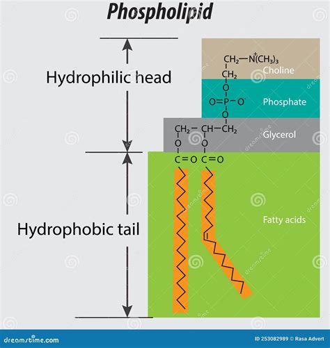 Image result for Phospholipid Structure Expanded Structure