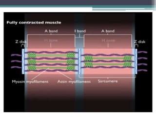 Image result for Excitation-Contraction Coupling Graph