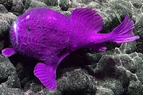 22 Angler Fish Habitat Facts: Male, Female, Range, Predators - SeaFish