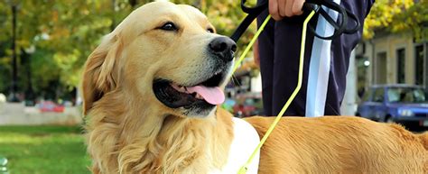 Image result for Training a Guide Dog