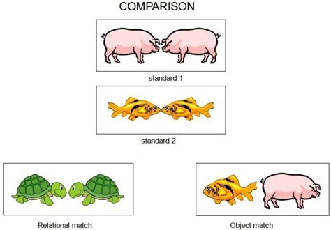 Image result for Categorization Program Sample