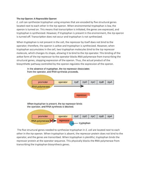 Image result for Operon Theory