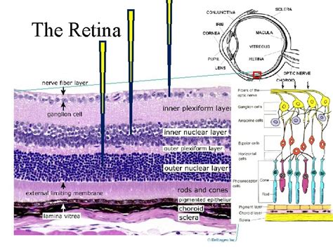 Image result for Visual System Retina