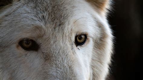 Image result for Extinct Wolves