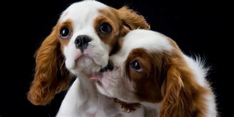 Image result for How Dogs Communicate with People