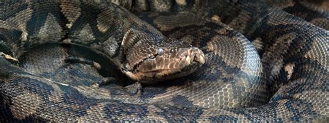 Image result for Chester Zoo Python