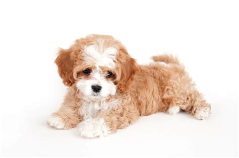 Image result for Cavapoo Yorkie