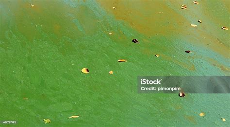 Image result for Minecraft Swamp Water Texture