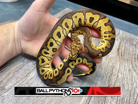 Image result for Ball Python Prank