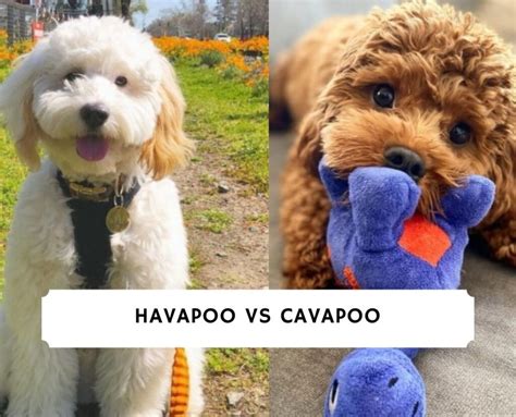Image result for Cavapoo vs Havapoo