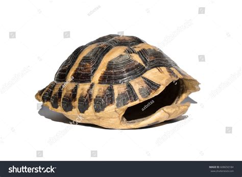 Image result for Empty Turtle Shell